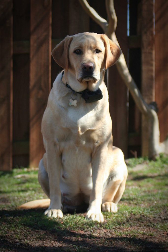 Our Dogs – Richland Hills Labrador Retrievers