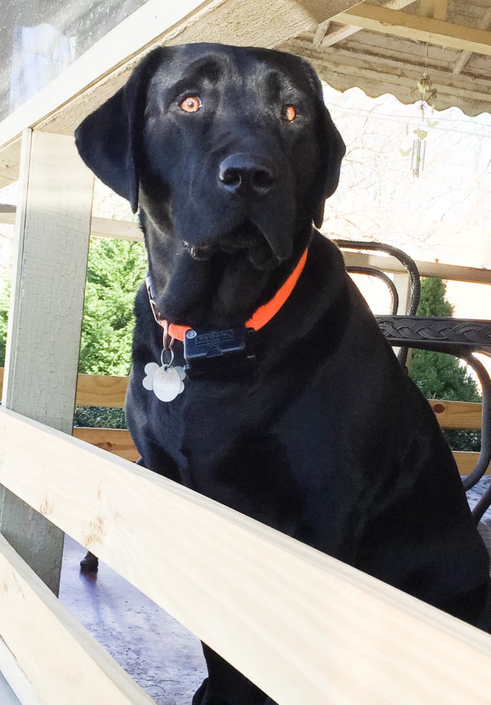 Our Dogs – Richland Hills Labrador Retrievers