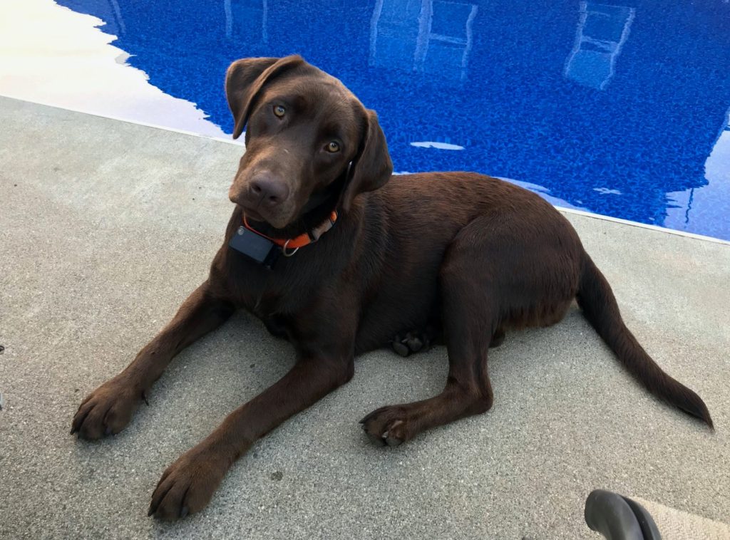 Our Dogs – Richland Hills Labrador Retrievers