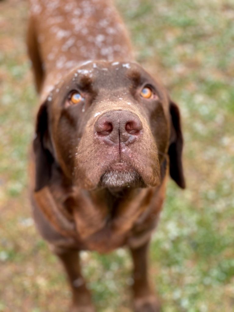 Our Dogs – Richland Hills Labrador Retrievers