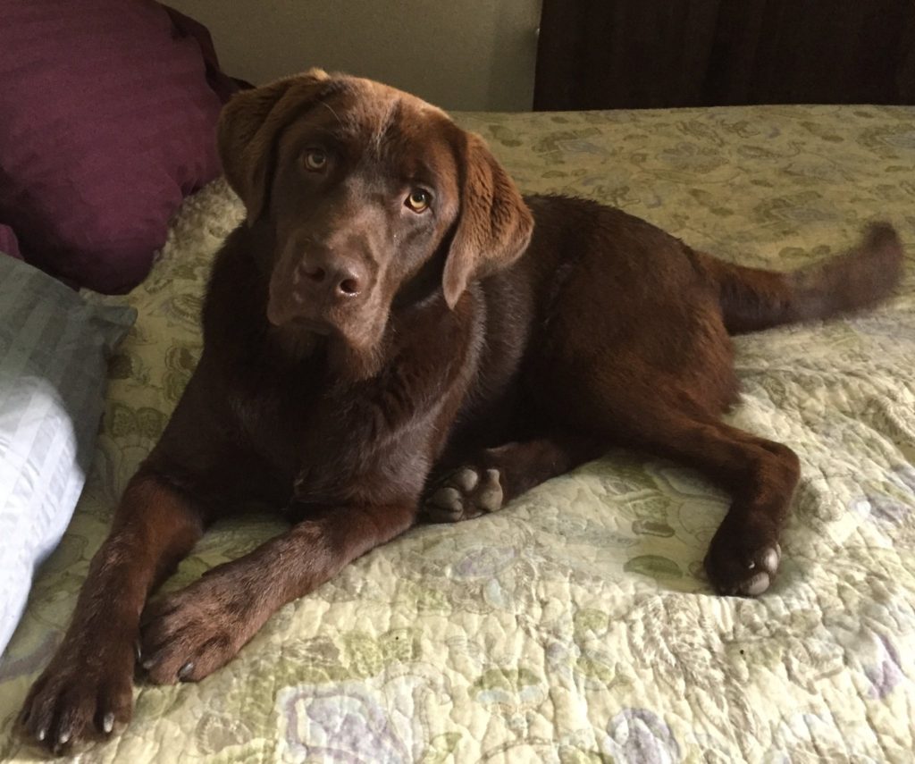 Our Dogs – Richland Hills Labrador Retrievers