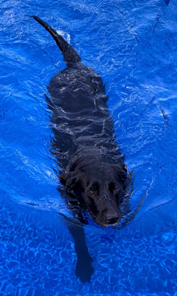 Our Dogs – Richland Hills Labrador Retrievers