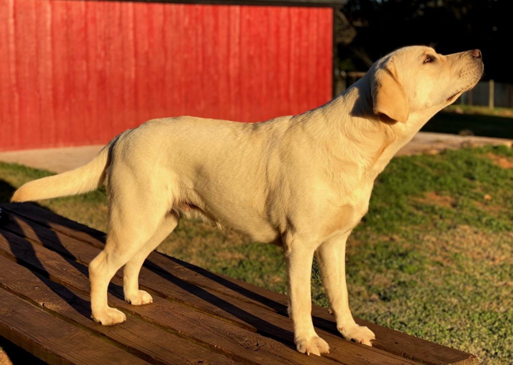 Our Dogs – Richland Hills Labrador Retrievers