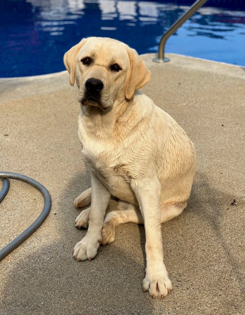Our Dogs – Richland Hills Labrador Retrievers