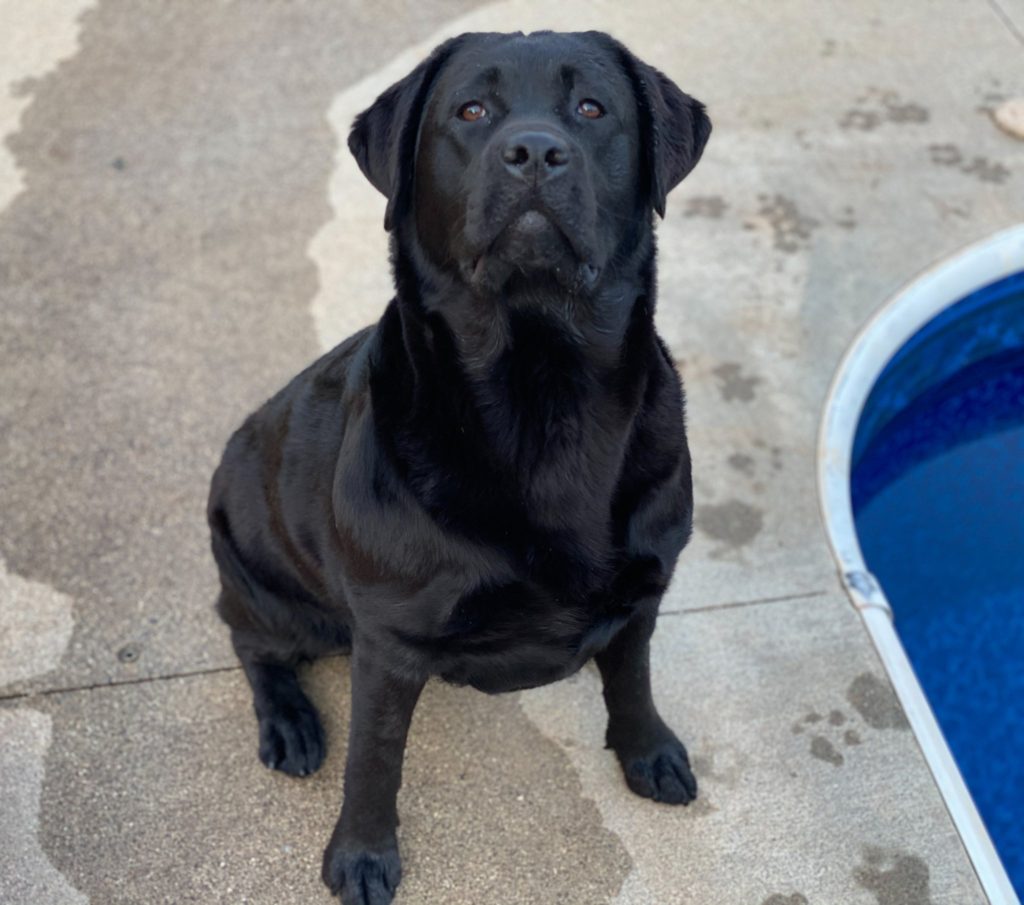 Our Dogs – Richland Hills Labrador Retrievers